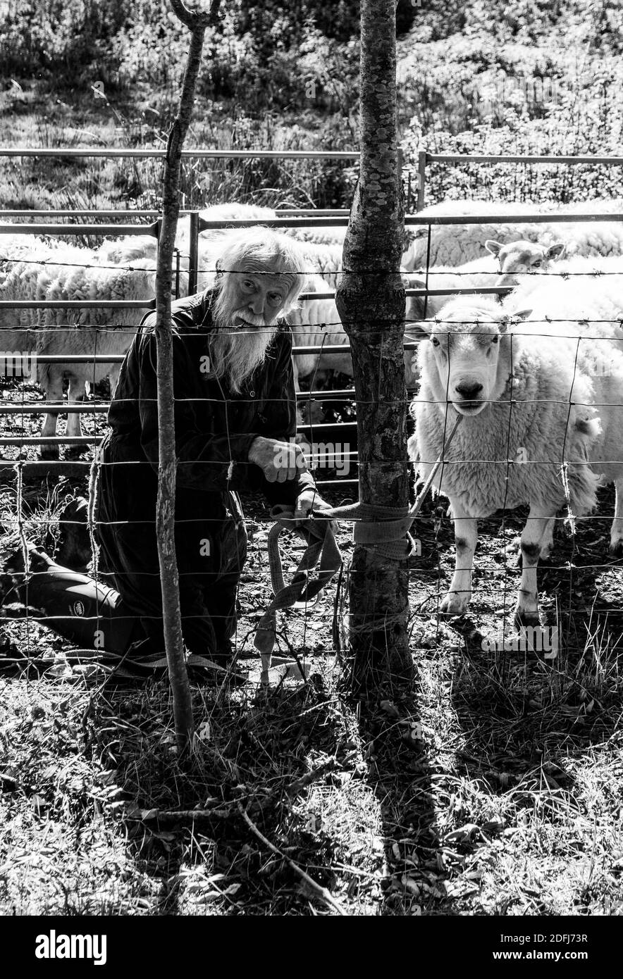 An old farmer in Herefordshire with his ram. Subsistence farmer living ...
