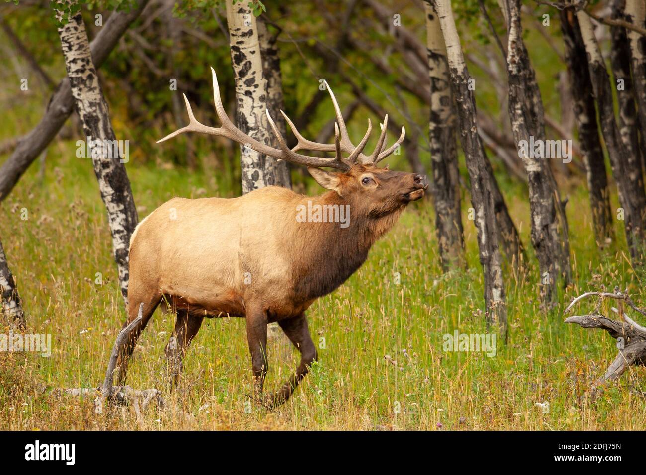 Bull Elk (Cervus canadensis) walking through Aspen trees Stock Photo ...