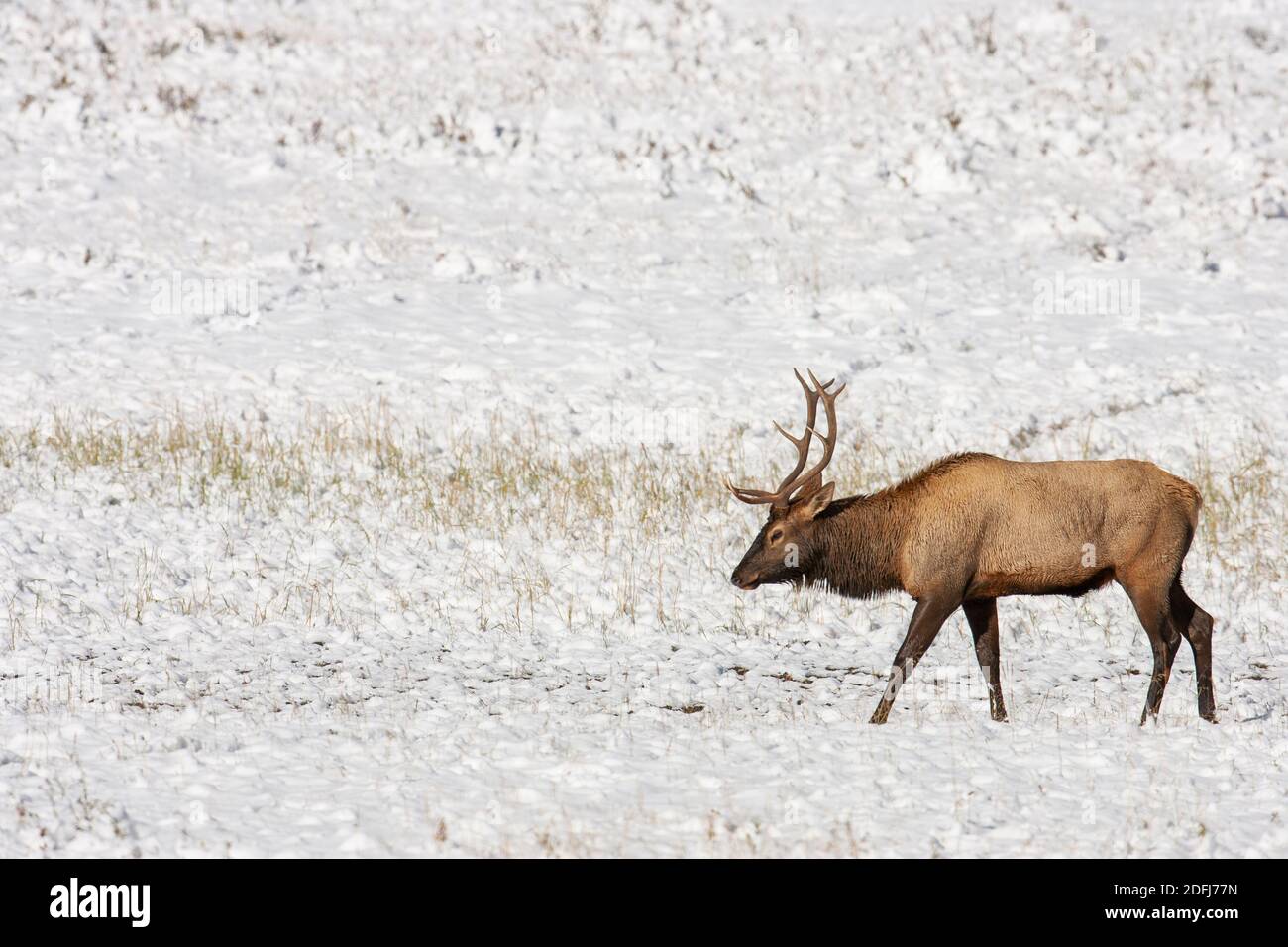 Elk are largest mammals in north america hi-res stock photography and ...