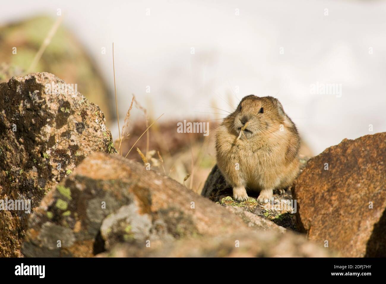 Pikas hi-res stock photography and images - Alamy
