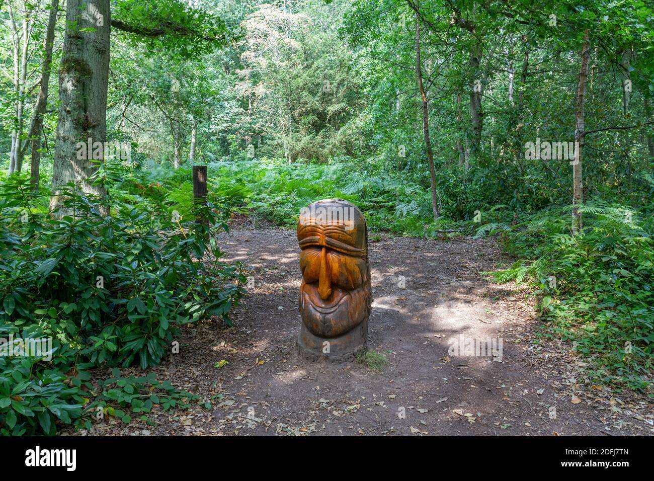 Wood stump carved into a face in the forest area of Rufford Country ...