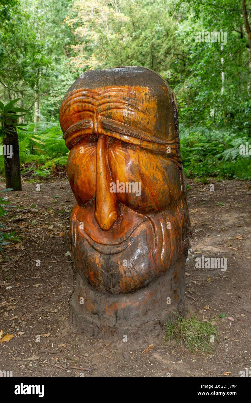 Wood stump carved into a face in the forest area of Rufford Country ...
