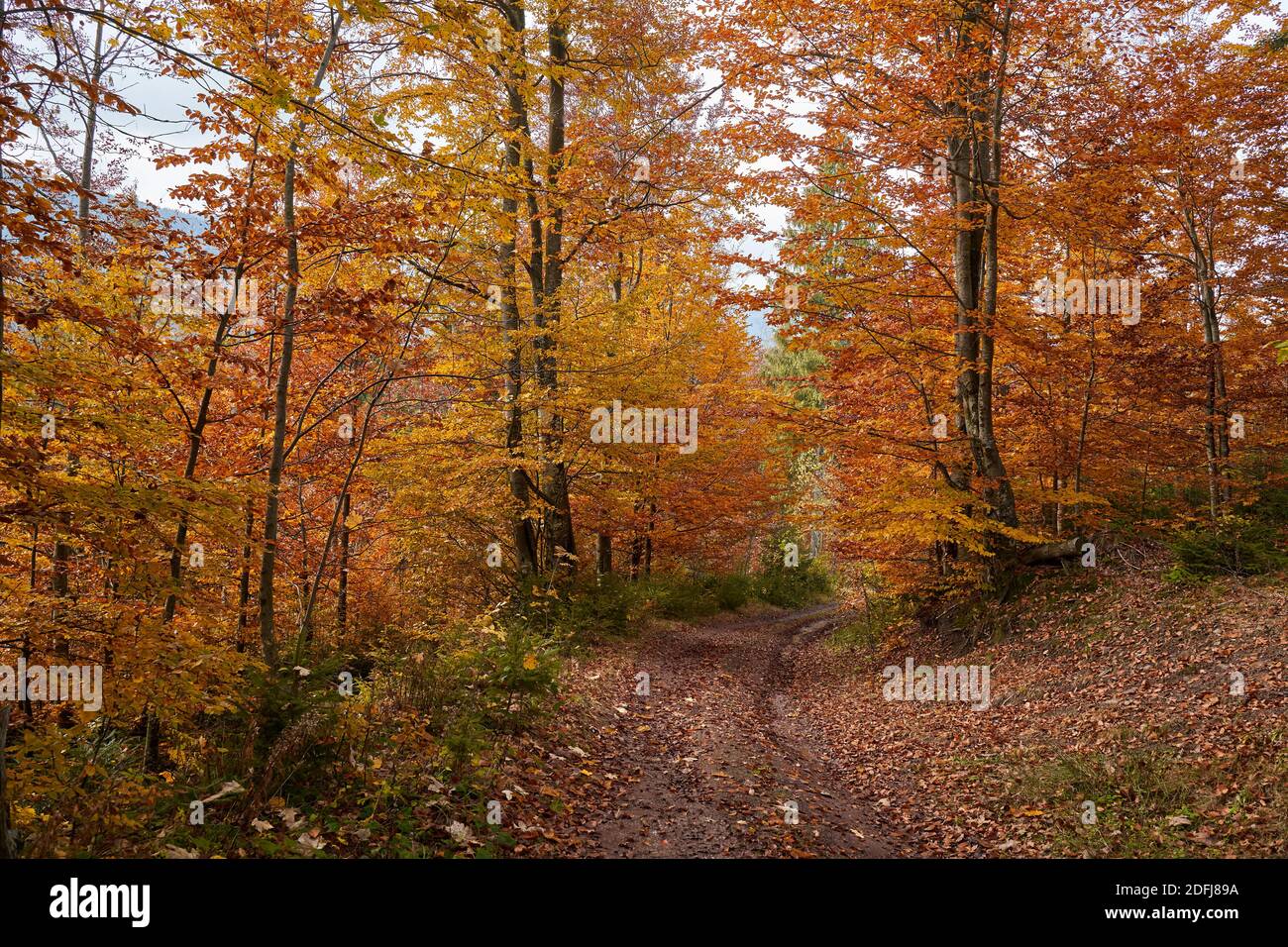Dirt road through forest in the autumn, vibrant landscape Stock Photo ...