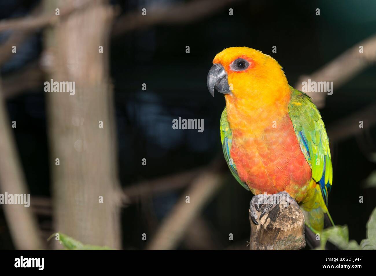 Blue headed conure hi-res stock photography and images - Alamy