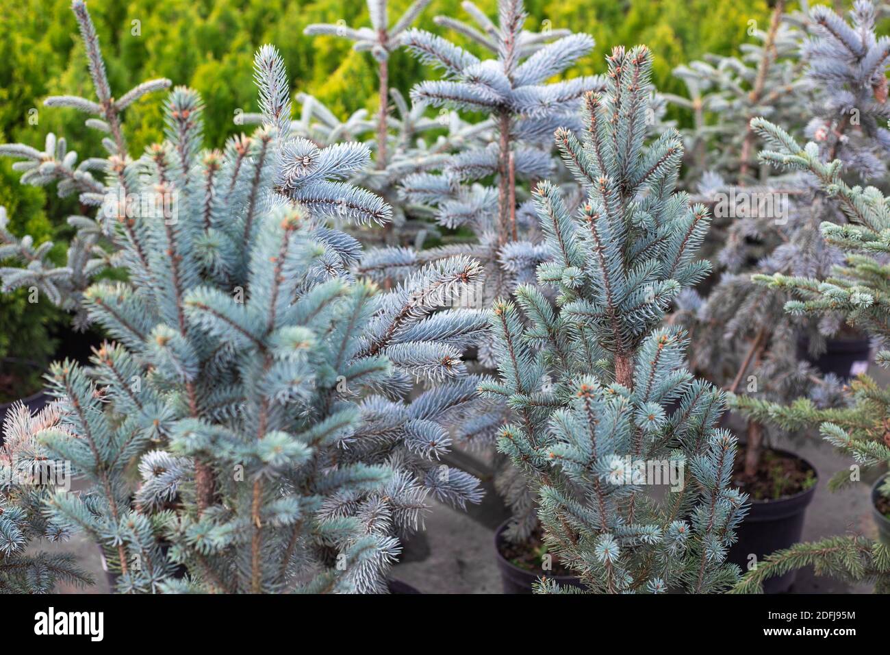 background of different varieties of fir trees, the cultivation and ...