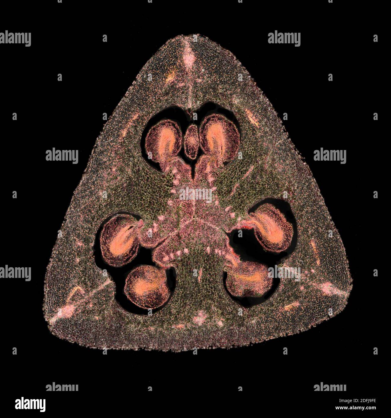 Tulip flower ovary, ovule detail TS. photomcrograph Stock Photo - Alamy