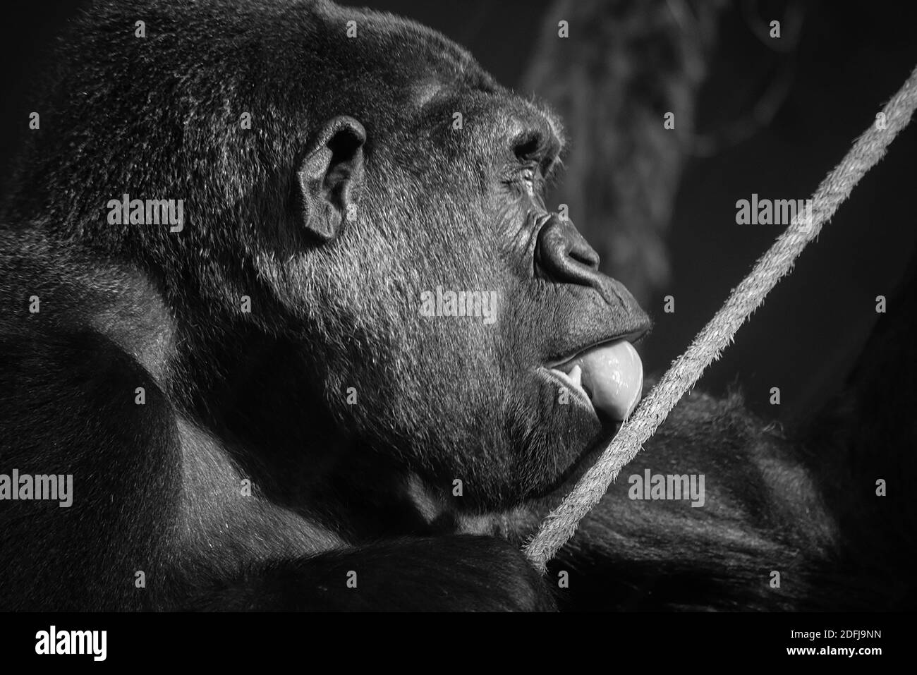 Primate tongue Black and White Stock Photos & Images - Alamy