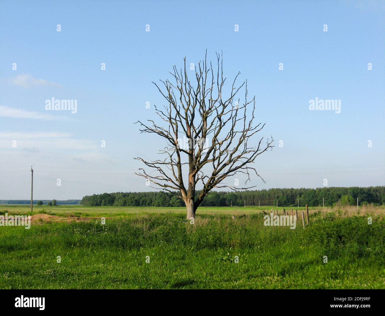 Withered grass alone hi-res stock photography and images - Alamy