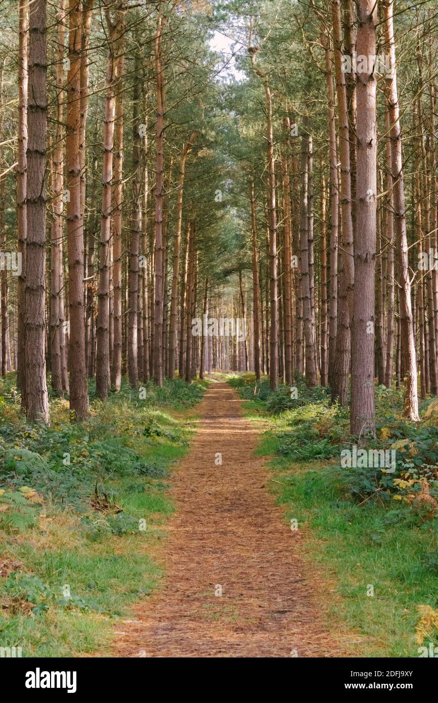 A vertical shot of a pathway in the middle of the tall trees of a ...