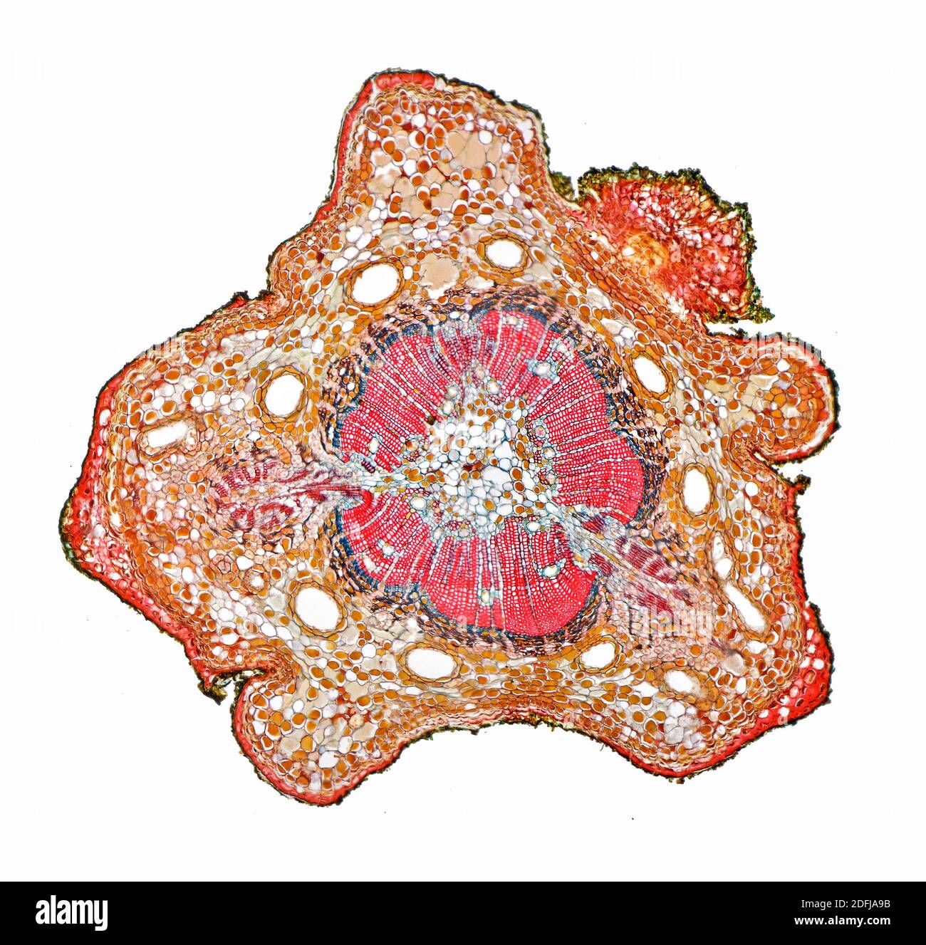 Pinus sp, pine stem section, TS. Stained Stock Photo - Alamy