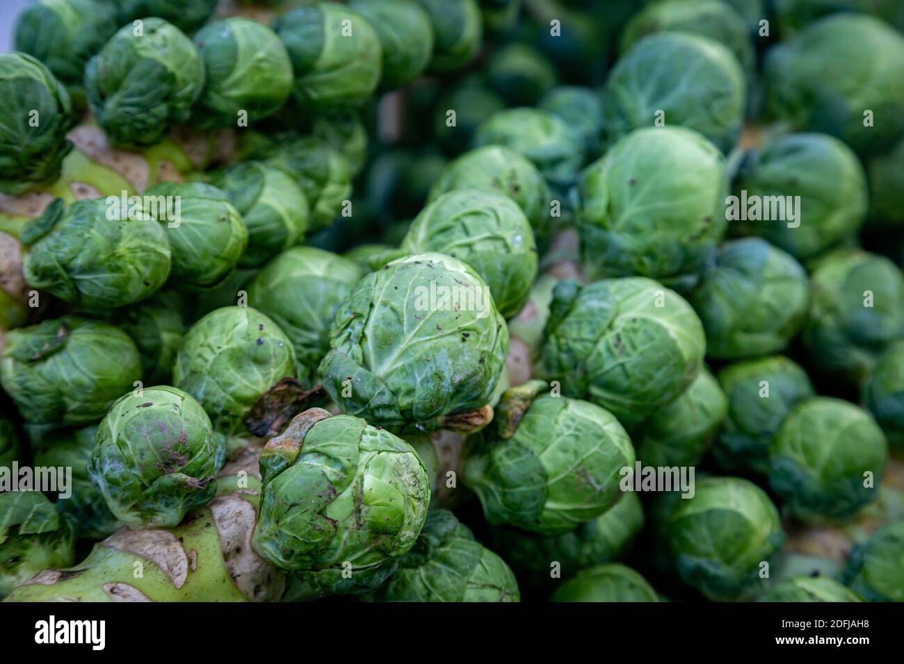 Sprouts on the stalk for sale on a farmers market stall Stock Photo - Alamy