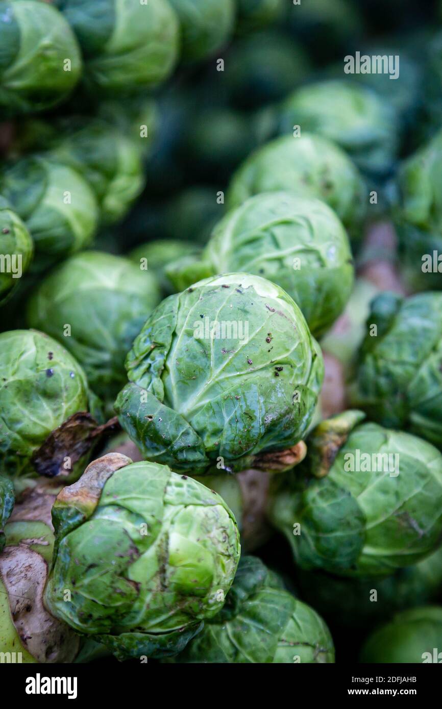 Sprouts on the stalk for sale on a farmers market stall Stock Photo - Alamy