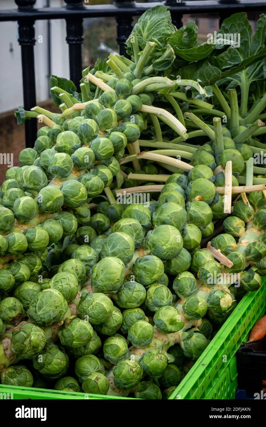 Sprouts on the stalk for sale on a farmers market stall Stock Photo - Alamy