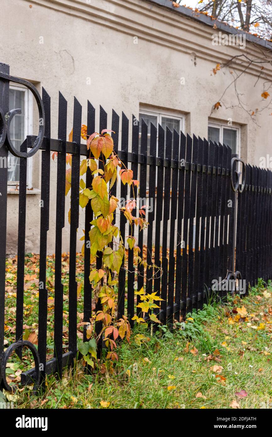 Wild grapes on the fence. Yellowed autumn leaves Stock Photo - Alamy