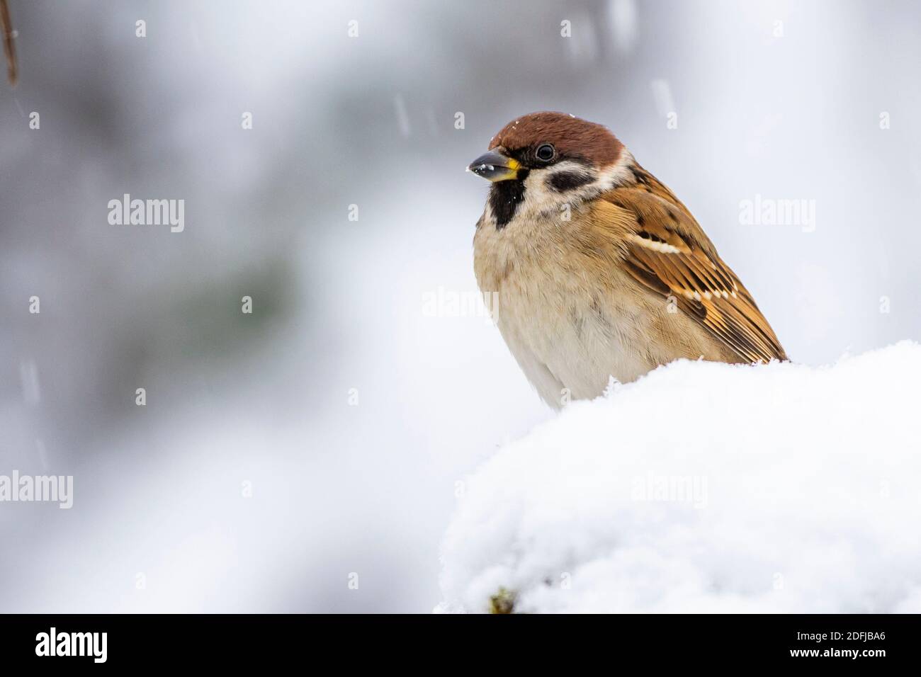 Passer montanus spatz hi-res stock photography and images - Alamy
