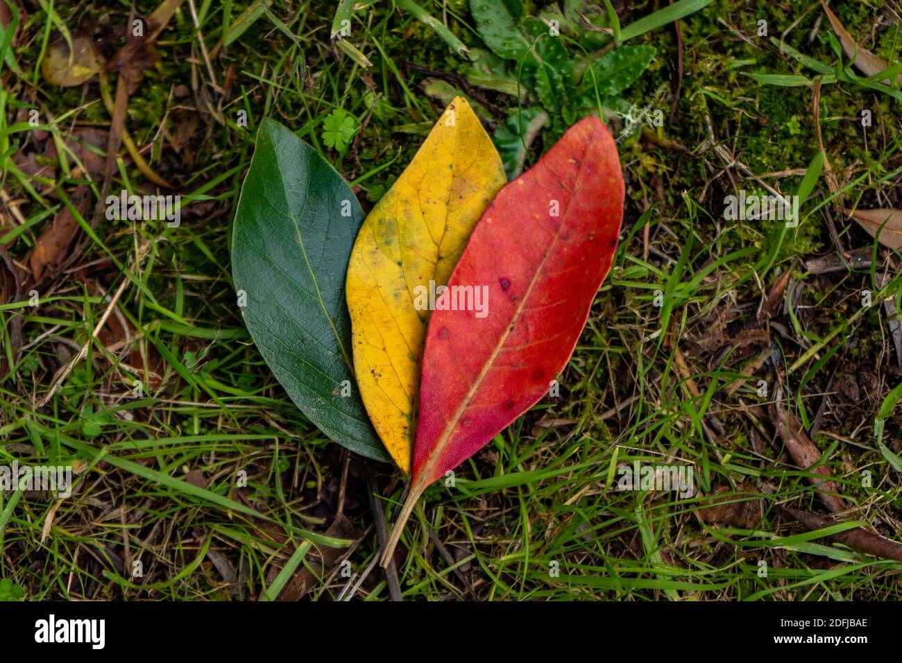 colorful autumn leaves on the ground Stock Photo - Alamy