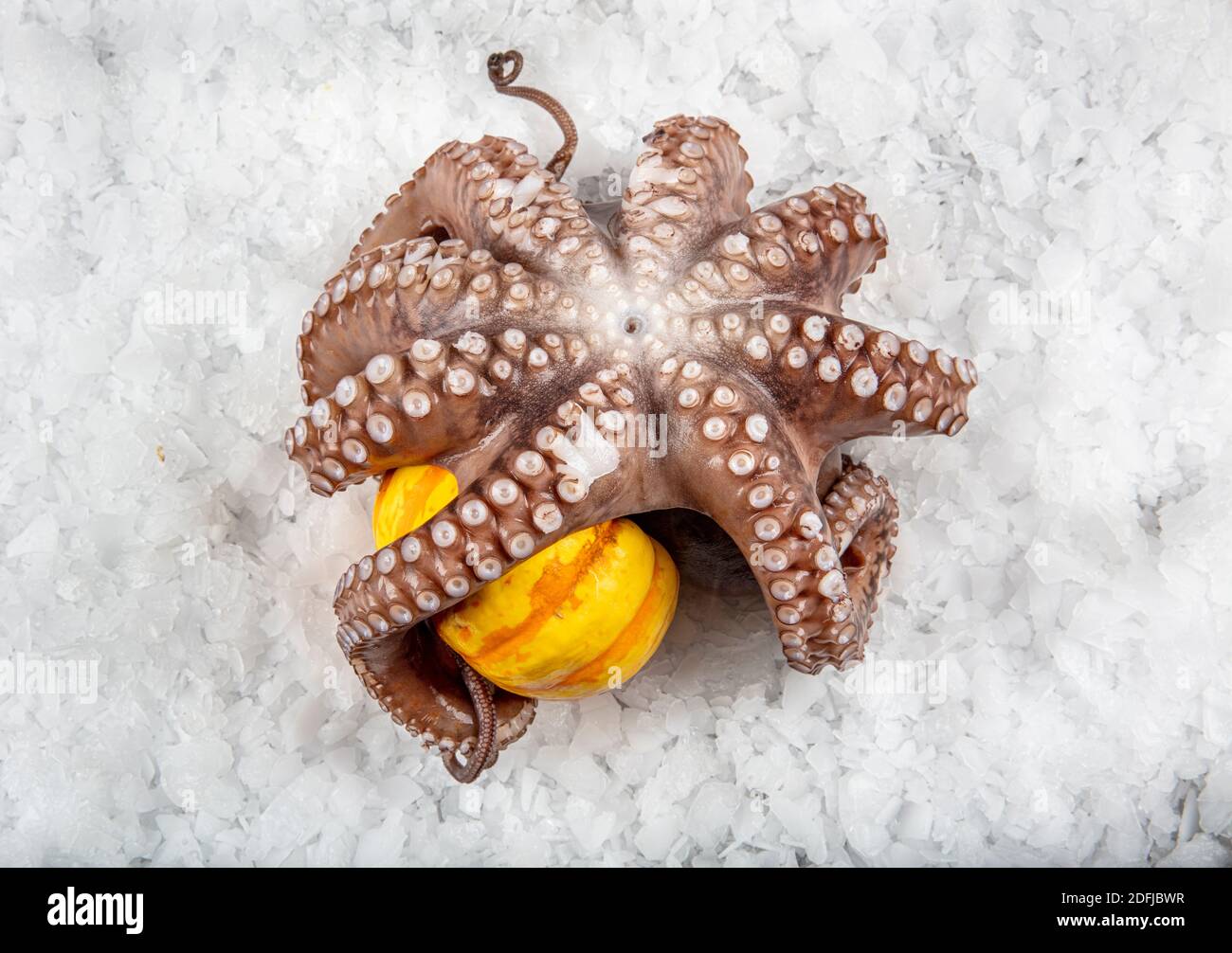 Fresh raw octopus in counter hi-res stock photography and images - Alamy