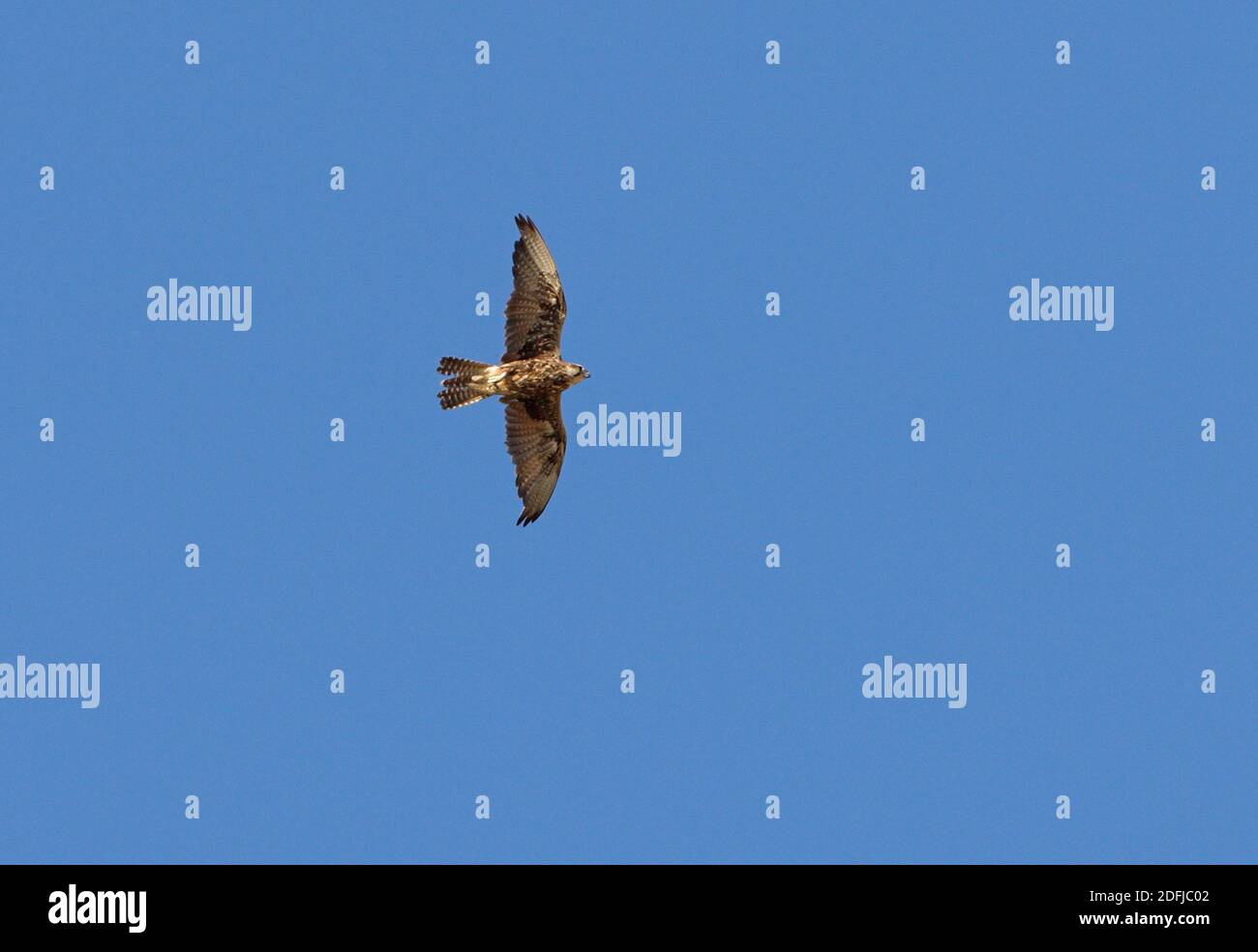 Saker Falcon (Falco cherrug) moulting bird in soaring flight Almaty ...