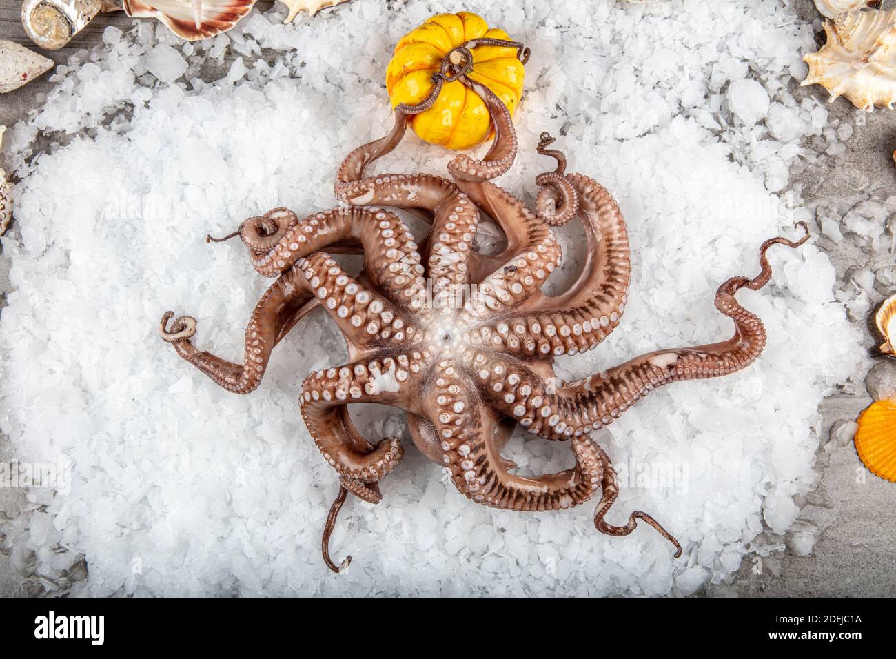 Fresh raw octopus in counter hi-res stock photography and images - Alamy