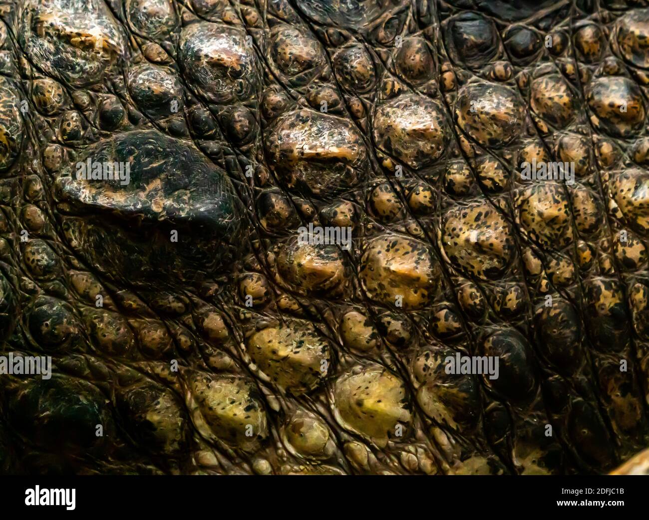 Skin texture saltwater crocodile hi-res stock photography and images ...