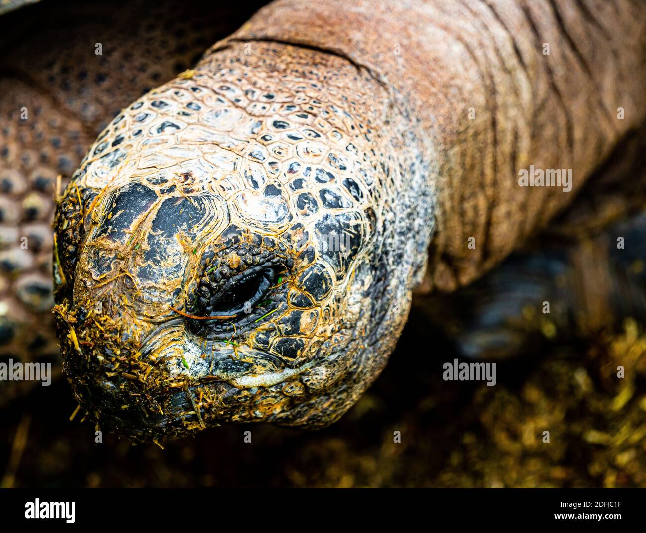 Head of a large old land turtle while eating. close up Stock Photo - Alamy