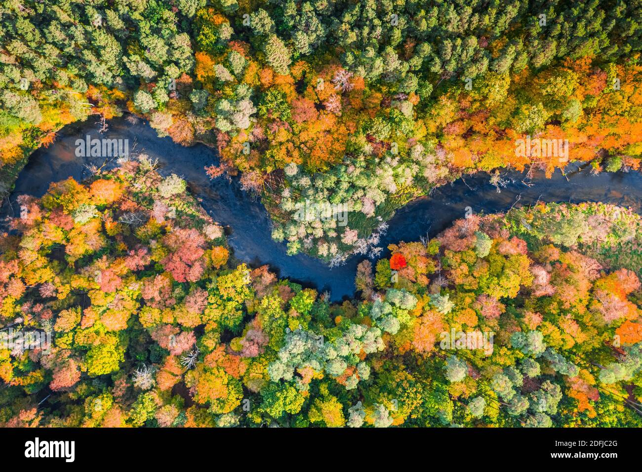 Top view of river and colorful autumn forest, aerial view, Poland Stock Photo - Alamy