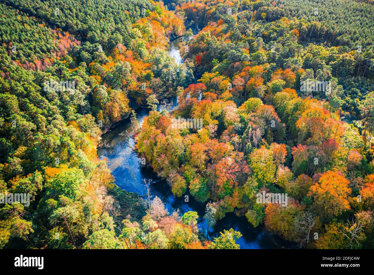 Winding river and sunny autumn forest, aerial view of Poland Stock Photo - Alamy