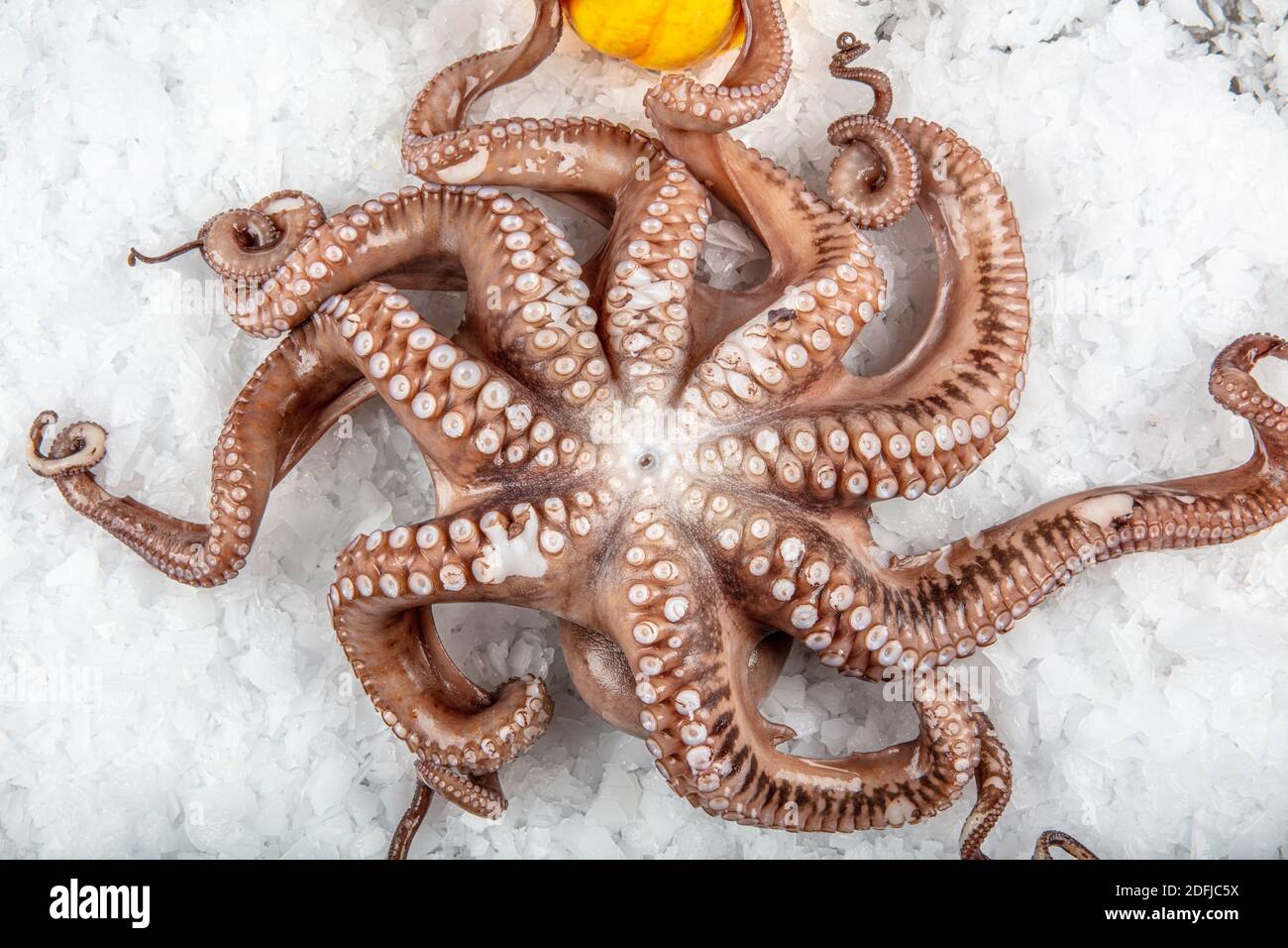 Raw Octopus on snowy counter in a store. Organic seafood Stock Photo ...