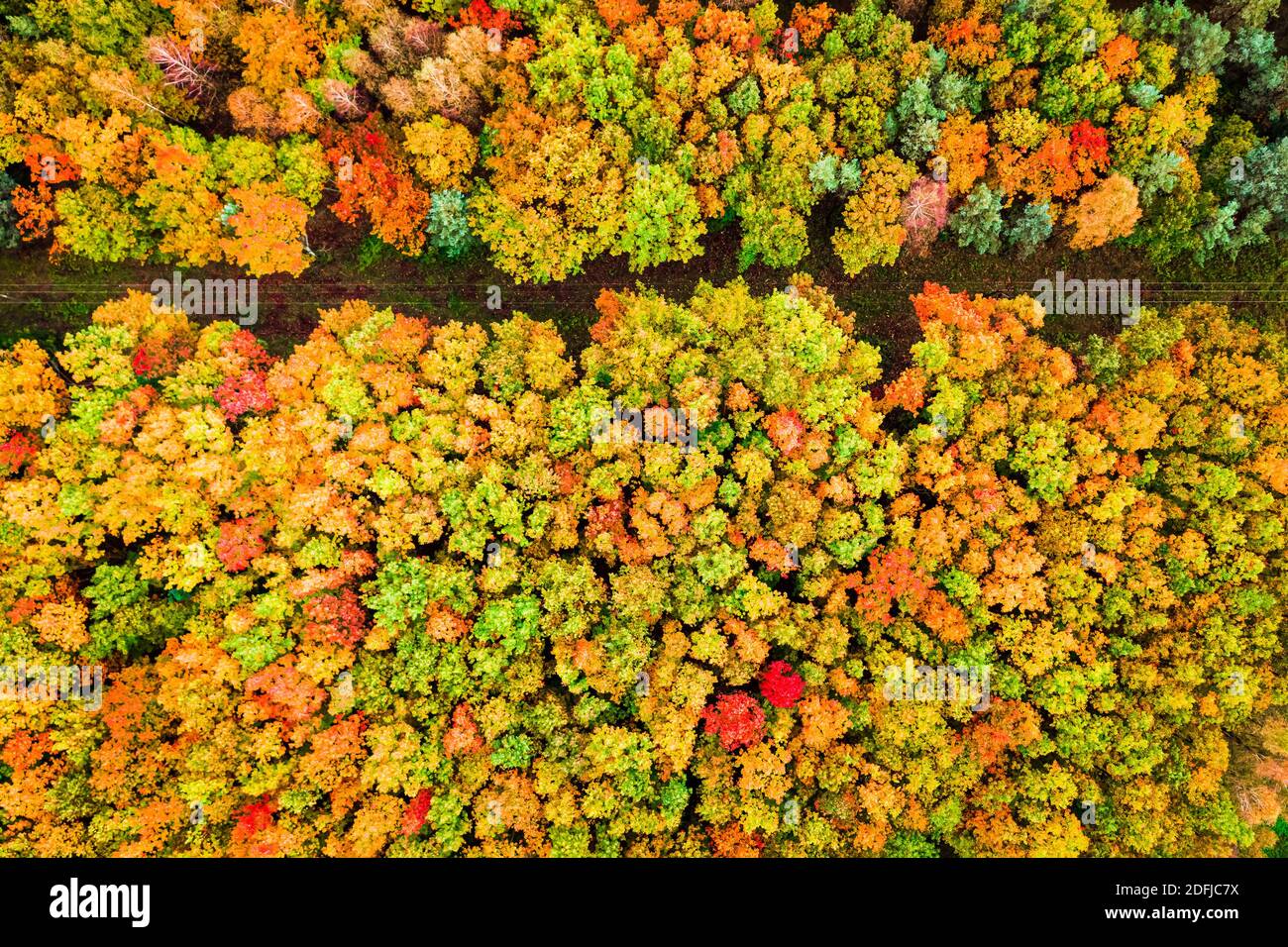 Aerial view of yellow autumn forest in Poland, Europe Stock Photo - Alamy