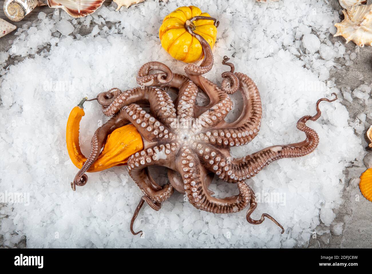Raw Octopus on snowy counter in a store. Organic seafood Stock Photo ...