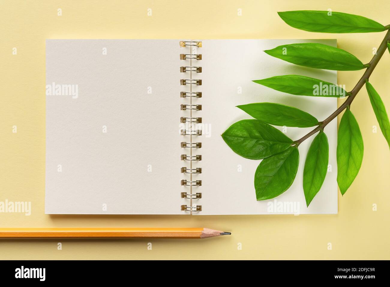 Blank spring notepad, simple pencil and fresh green leaves of eternity ...
