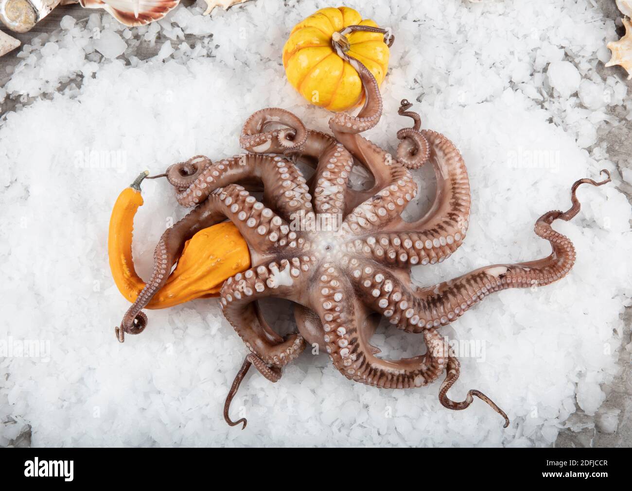 Raw Octopus on snowy counter in a store. Organic seafood Stock Photo ...