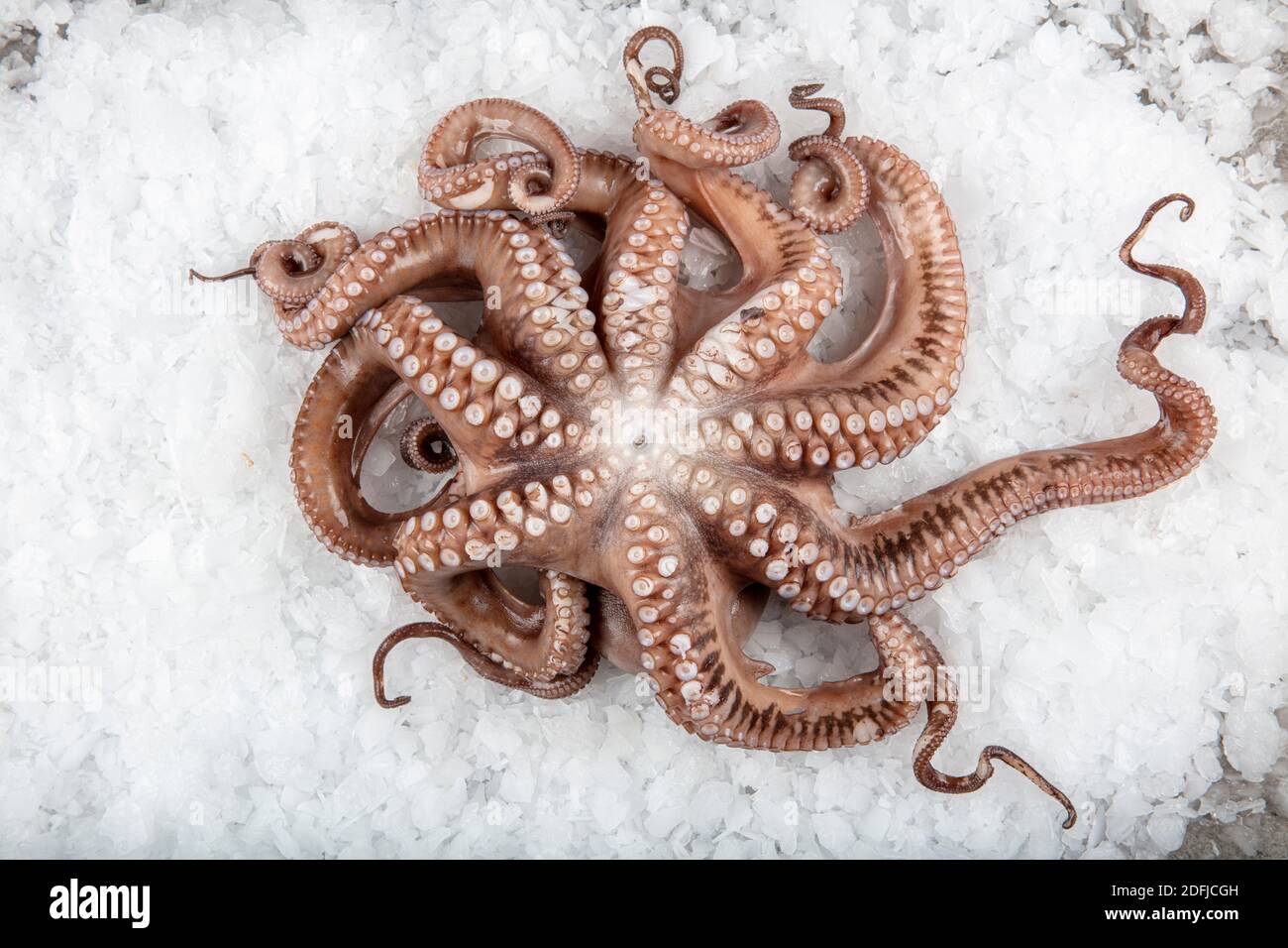 Raw Octopus on snowy counter in a store. Organic seafood Stock Photo ...