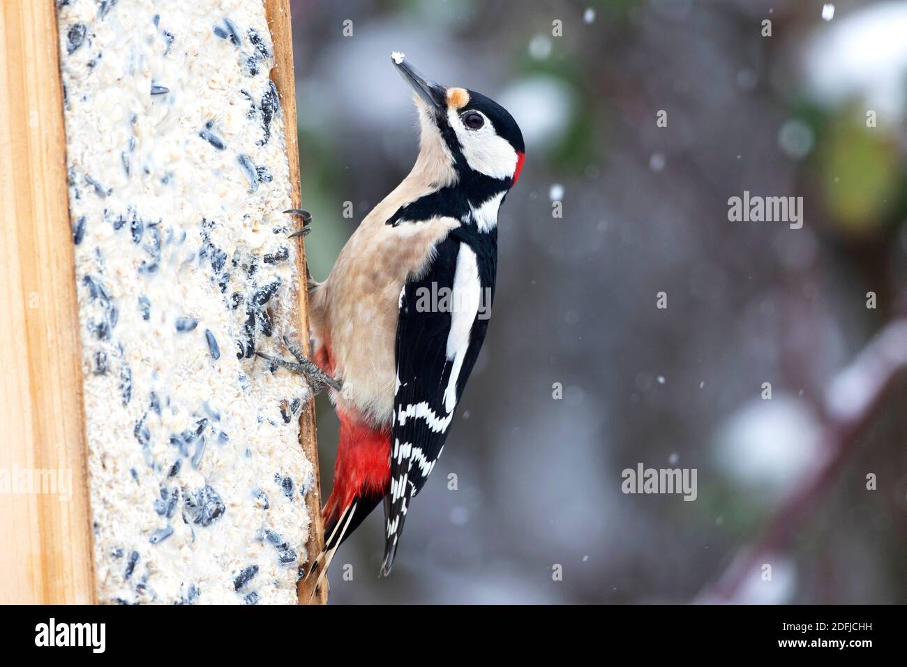 Buntspechte hi-res stock photography and images - Alamy