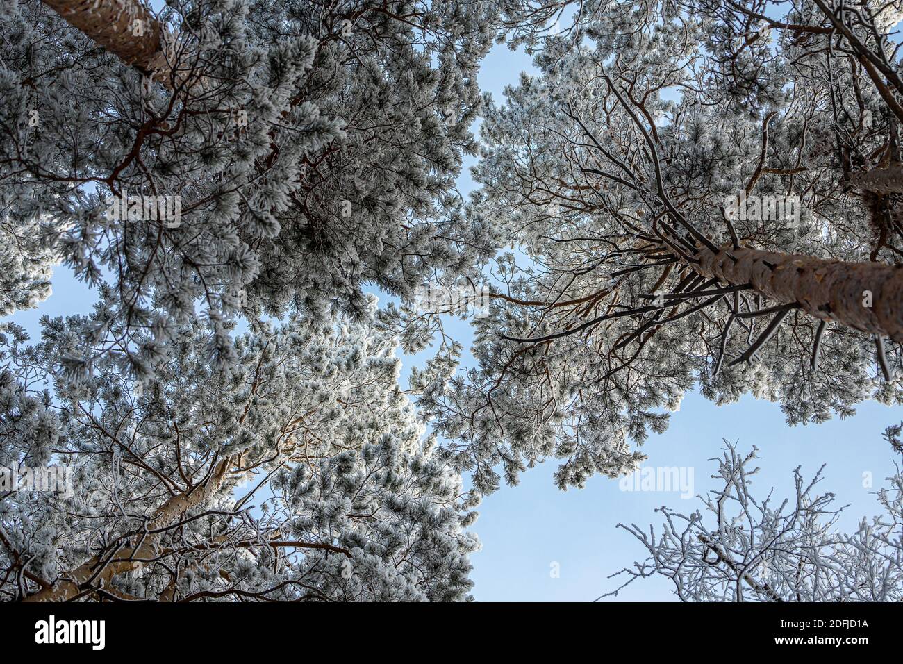 Frozen winter forest in the fog. Close up of a snow-covered pine on a ...
