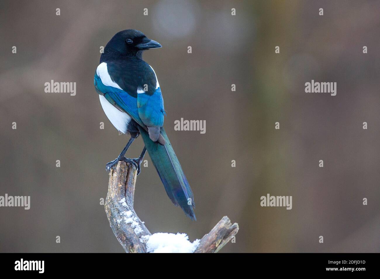 Elster (Pica pica Stock Photo - Alamy