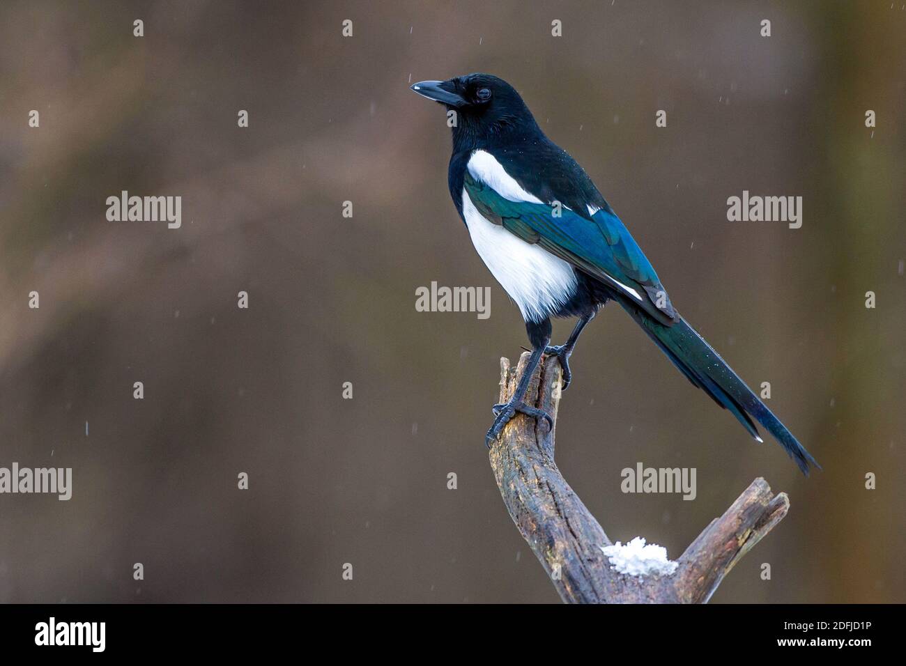 Elster baden hi-res stock photography and images - Alamy