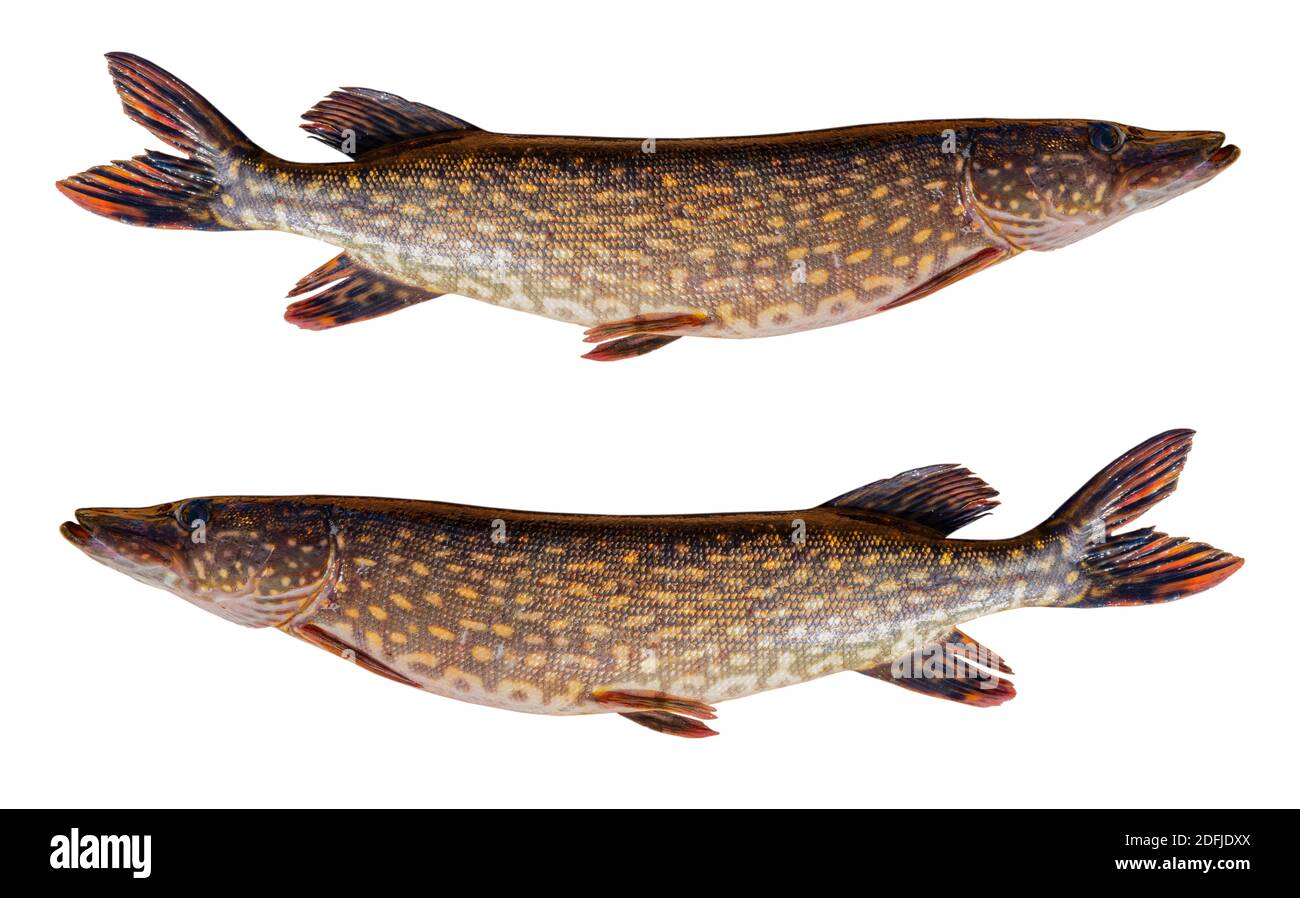 Pike isolated on white background with clipping path. Big live pike ...