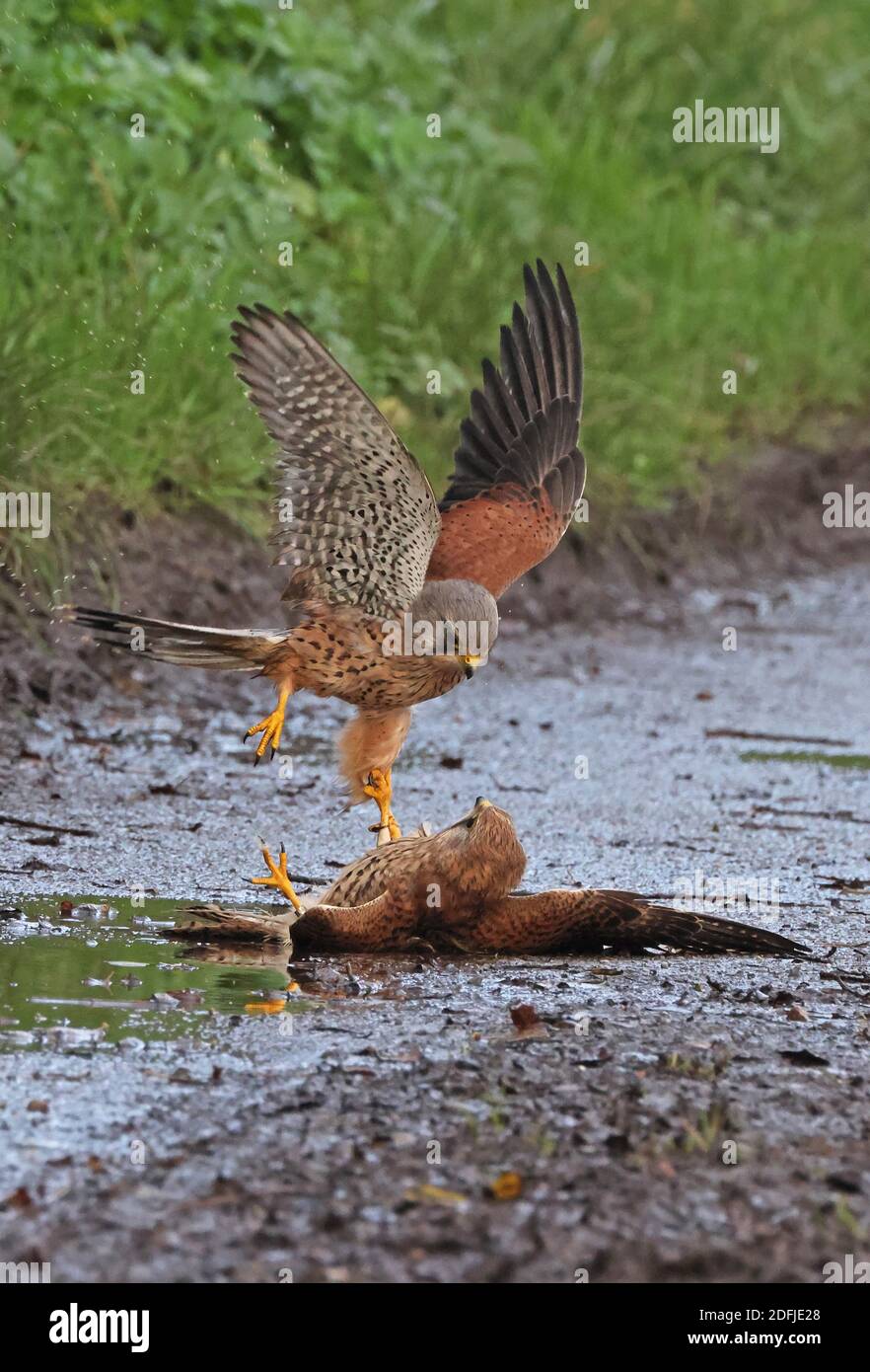 Common Kestrel (Falco tinnunculus tinnunculus) adult male attacking ...