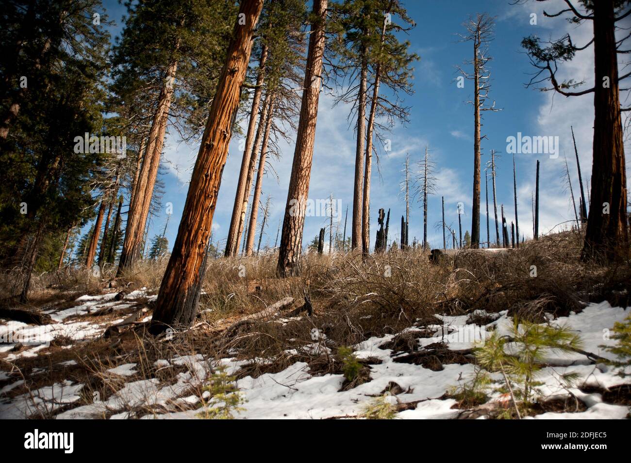 Yosemite national park forest hi-res stock photography and images - Alamy