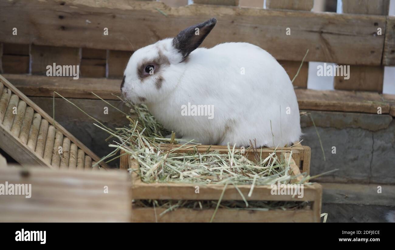 White color rabbit or bunny sitting and playing on cement floor in ...