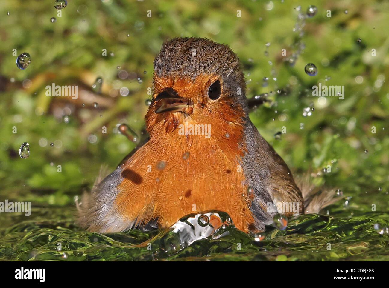 Uk bird bathing in garden pond hi-res stock photography and images - Alamy