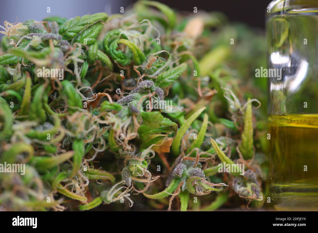 Medical marijuana . cannabis indica. cbd oil . hemp buds Stock Photo ...