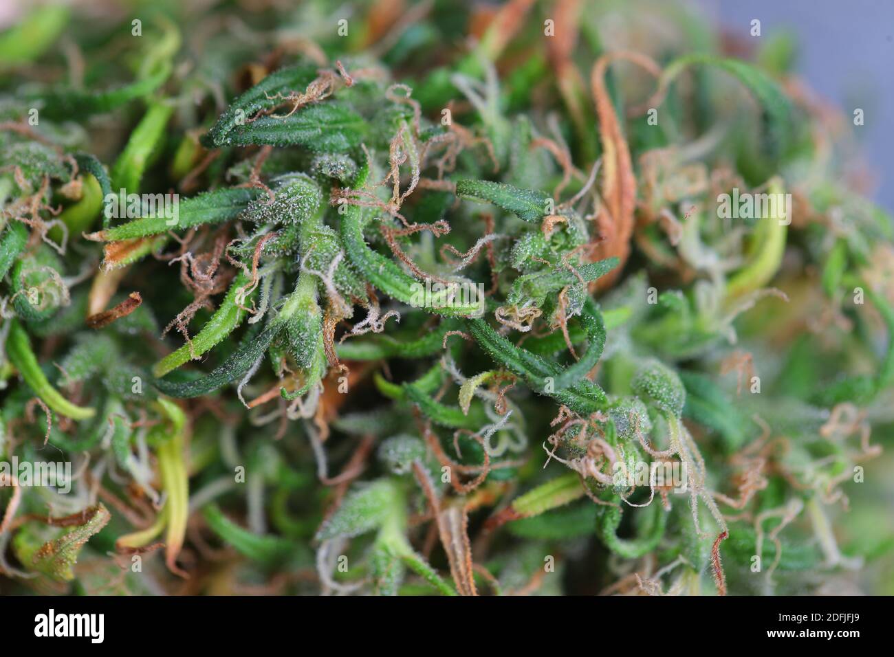 Medical marijuana . cannabis indica. cbd oil . hemp buds Stock Photo ...