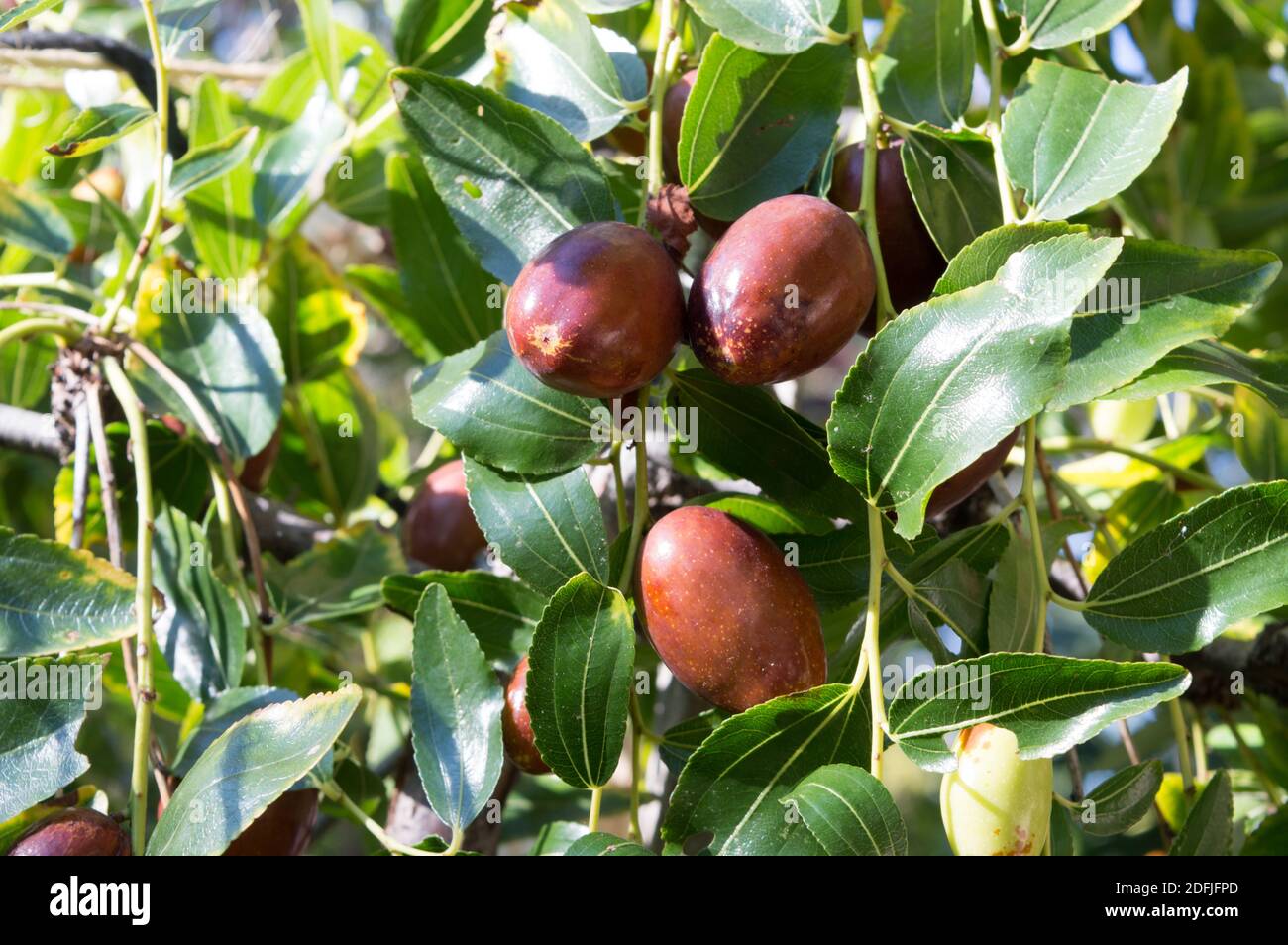 Close up of jujube branch with ripe fruits, ready for harvest, Ziziphus ...
