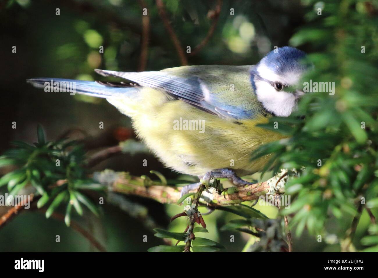 Eurasian Blue Tit (Cyanistes caeruleus Stock Photo - Alamy