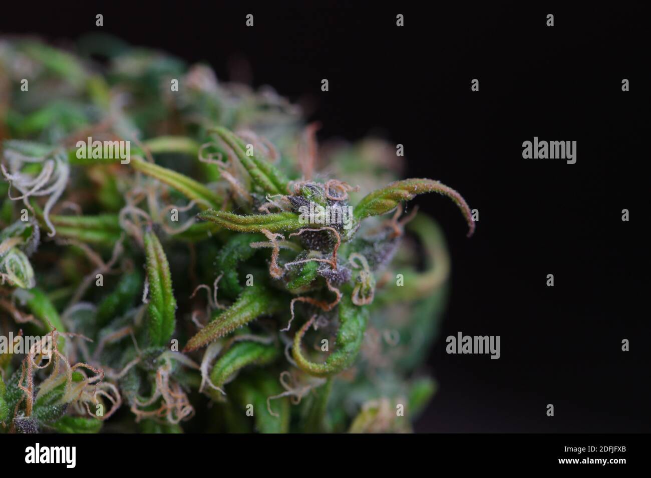 Medical marijuana . cannabis indica. cbd oil . hemp buds Stock Photo ...