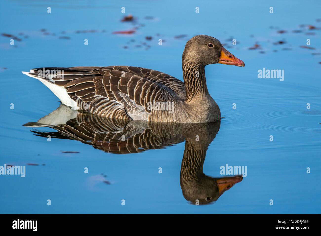 Graugans (Anser anser Stock Photo - Alamy