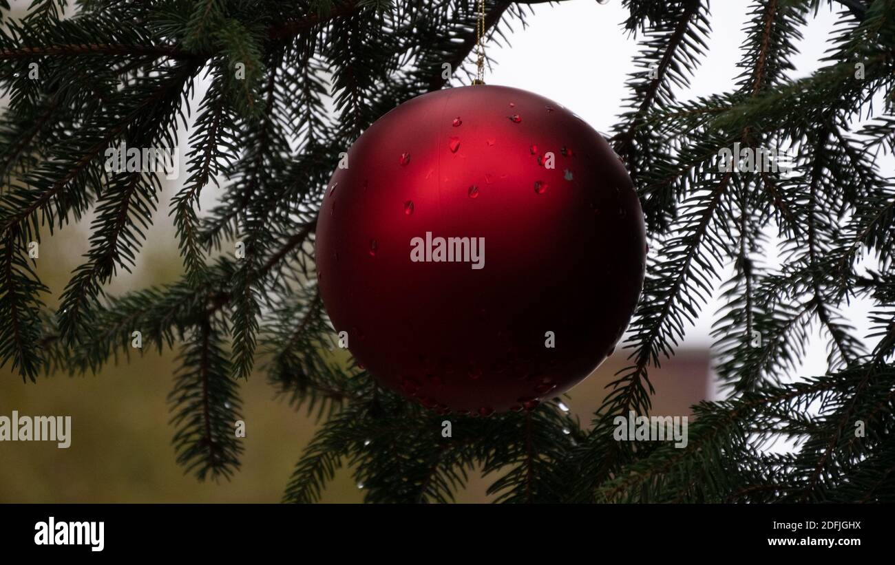 Beautiful red ball plant in hi-res stock photography and images - Alamy