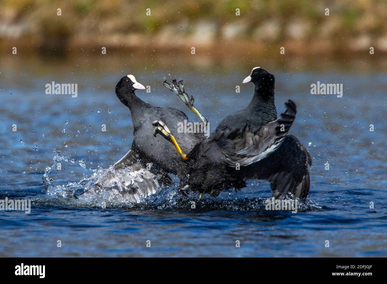 Vogel streiten hi-res stock photography and images - Alamy